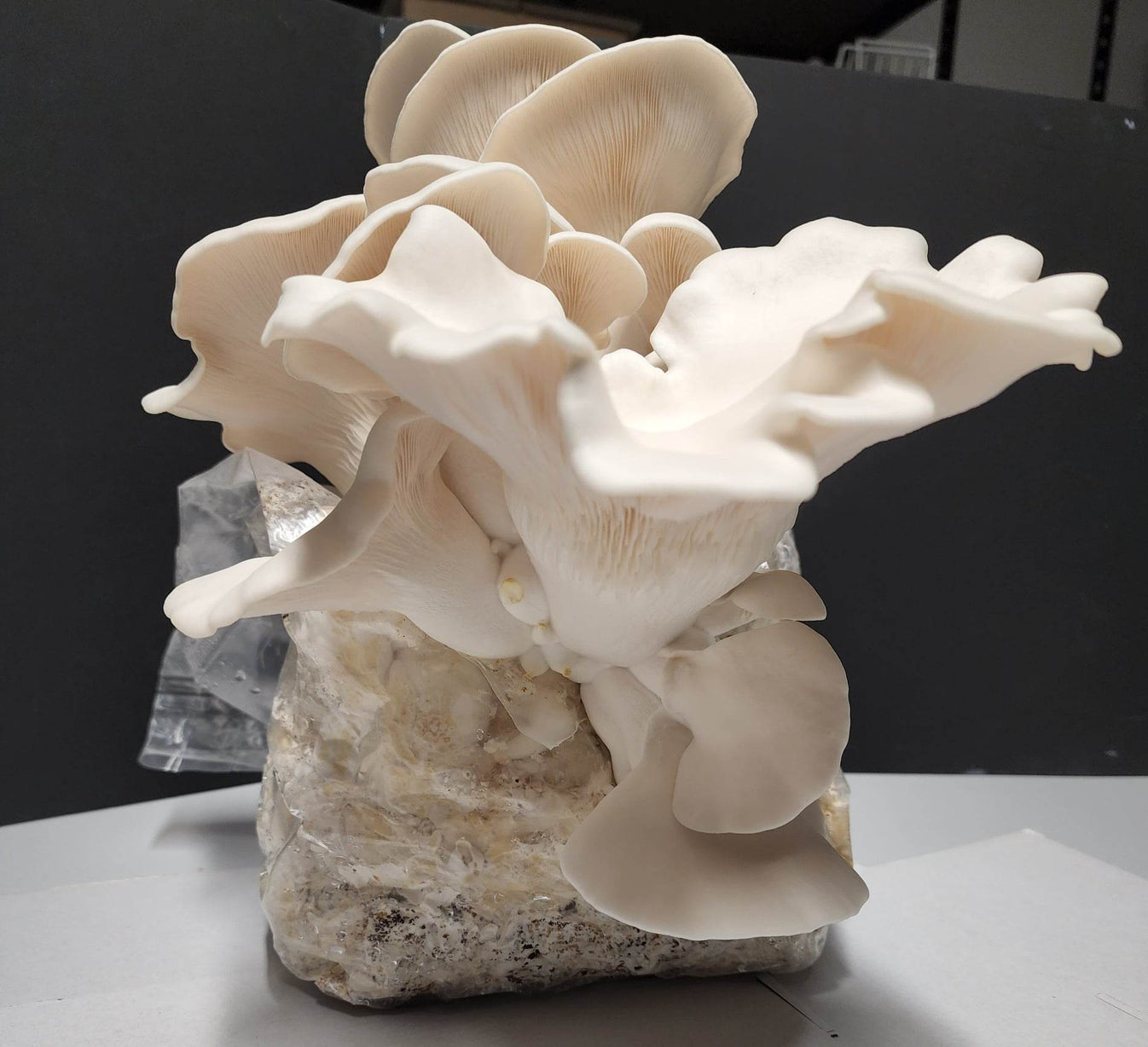 Snow White Oyster Mushroom Grow Bag – Sunshine Mushrooms & Whole Foods
